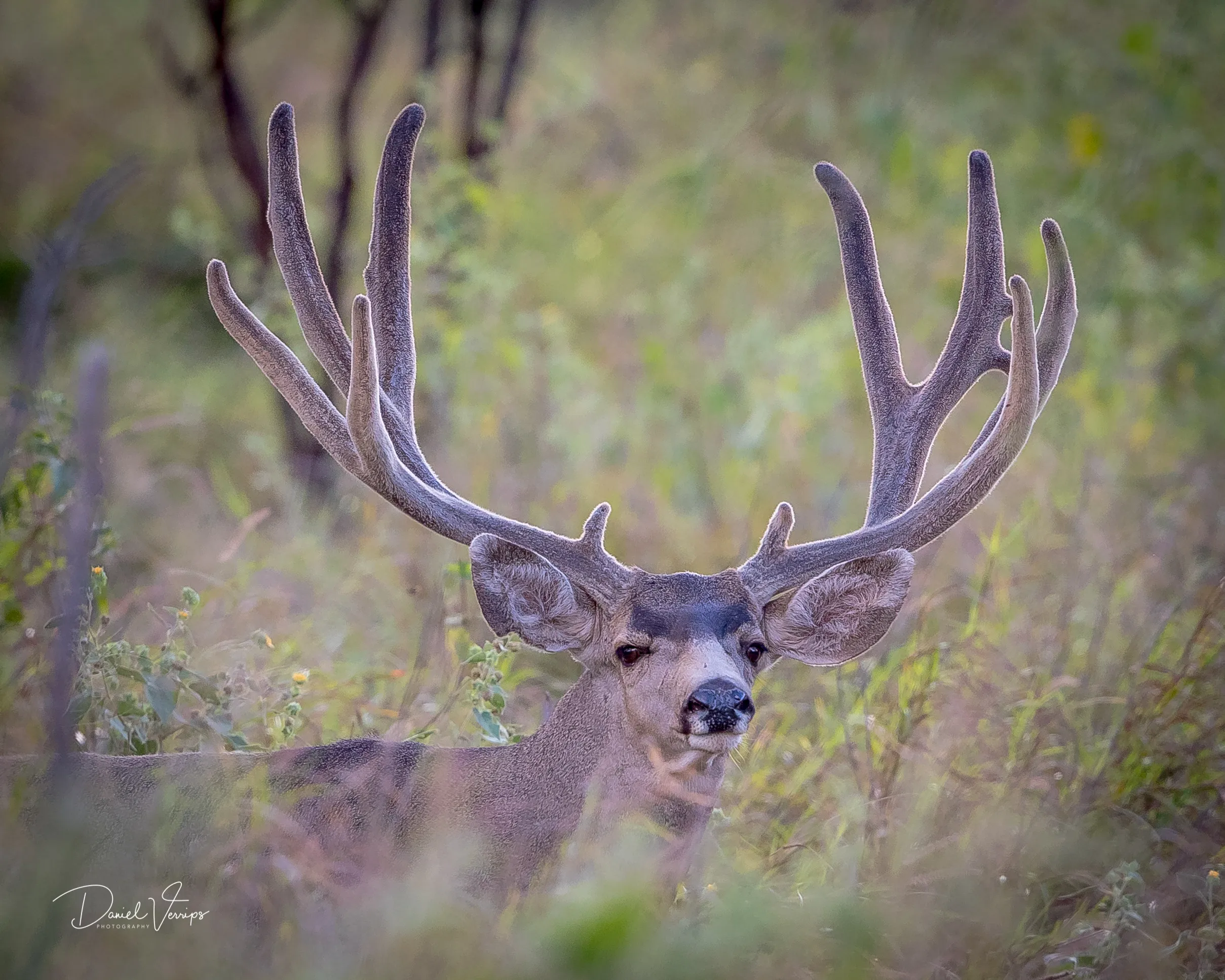 - El Chaparral Ranch - | Home